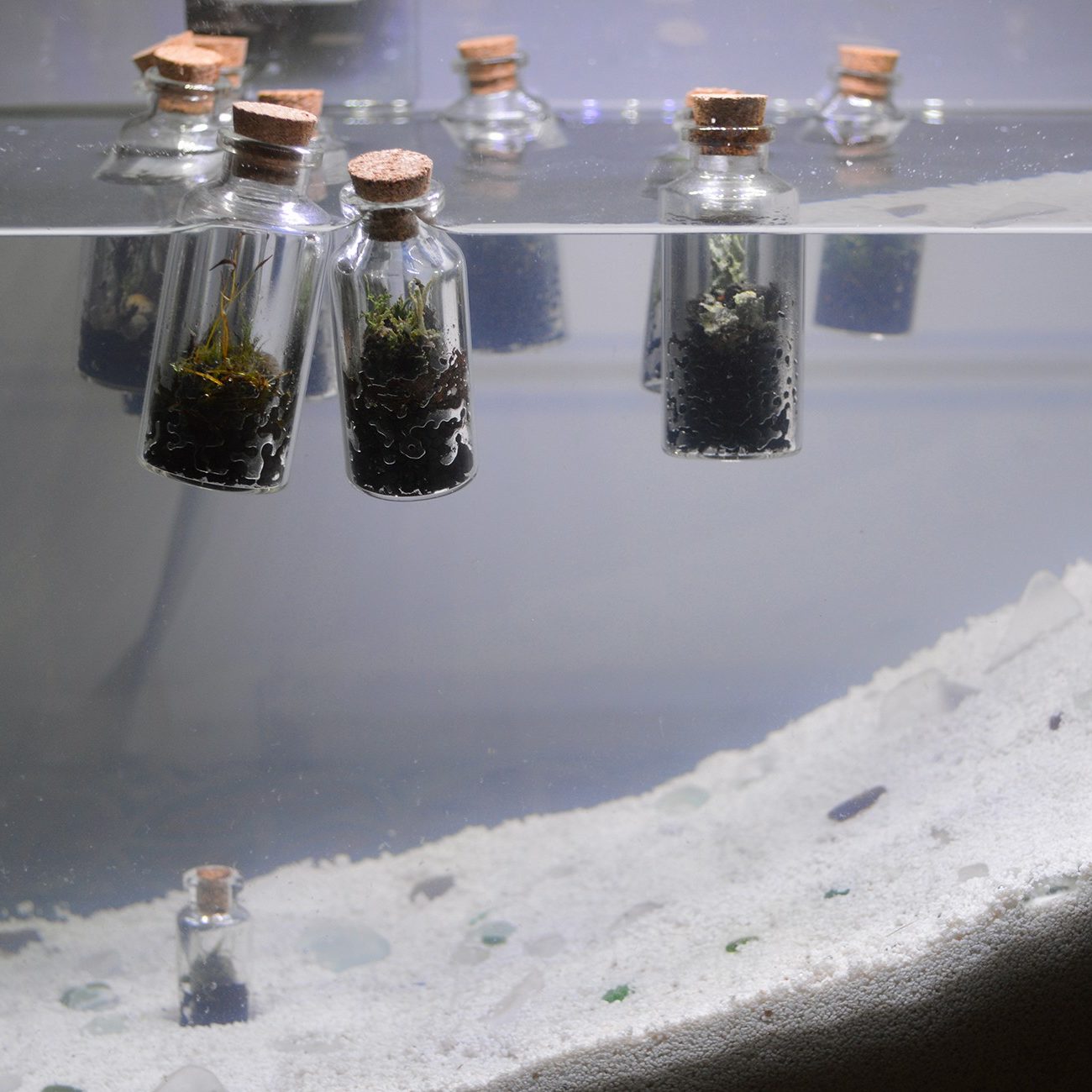 Bay Ridge Through An Ecological Lens – Stand4